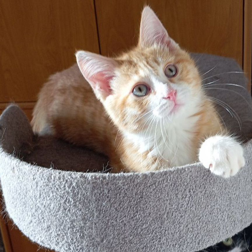 Котёнок в добрые руки