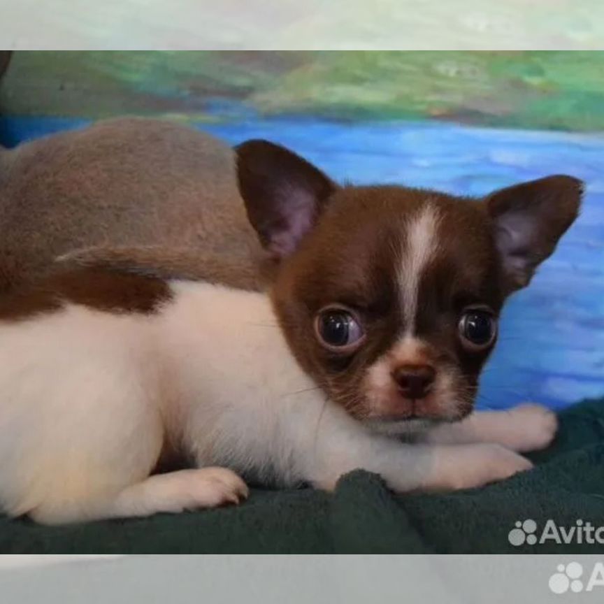 Чихуахуа, щенок