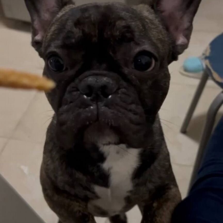 Французский бульдог