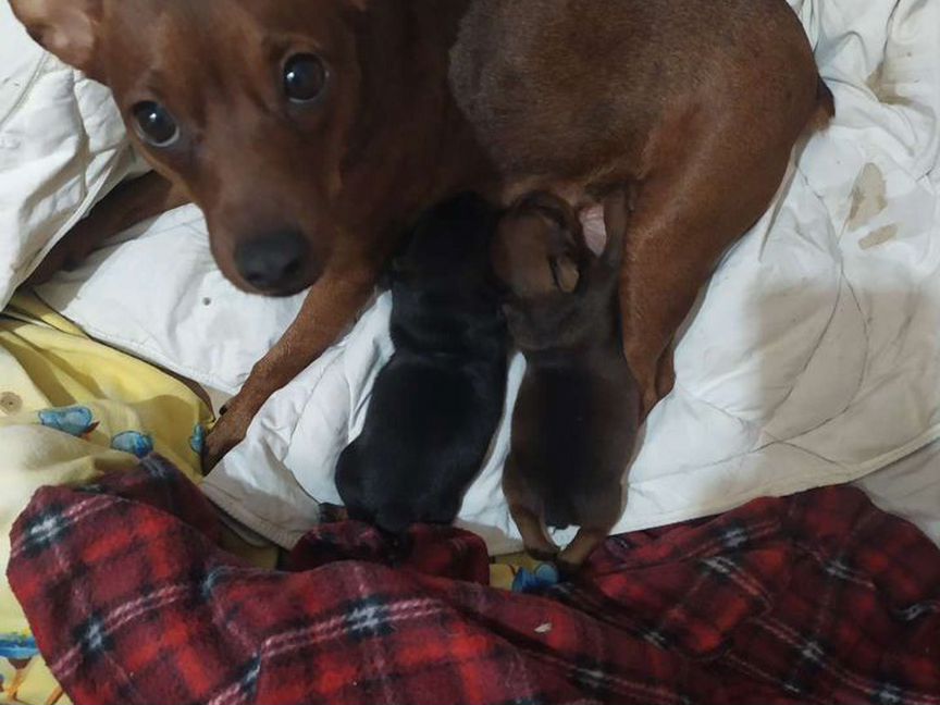 Цвергпинчер