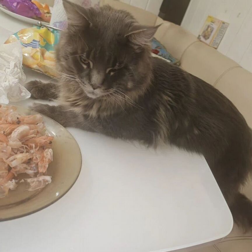 Мейн-кун, кот вязка