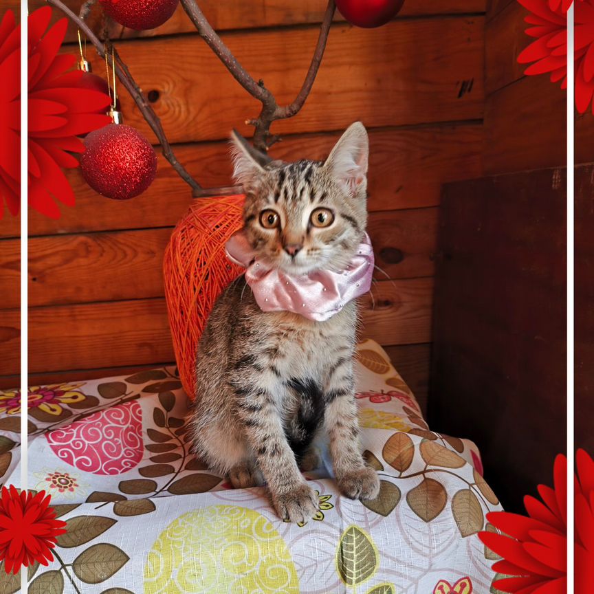 Тихий, спокойный котенок 5 месяцев