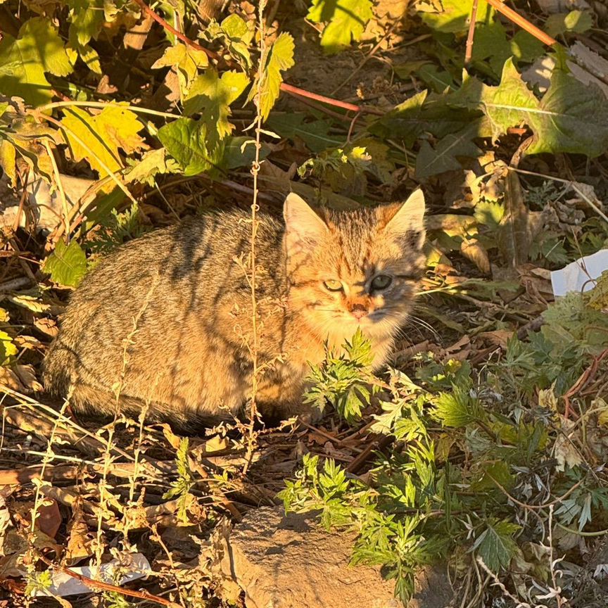 Котятки в добрые руки