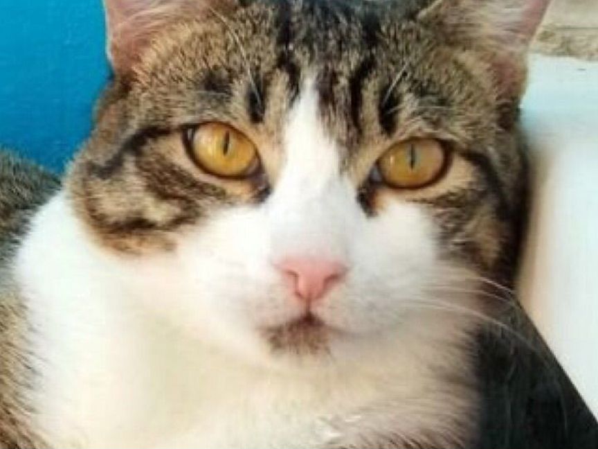 Классный котейка ждет тебя