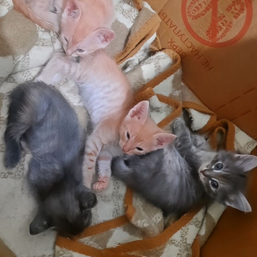 Котёнок в добрые руки