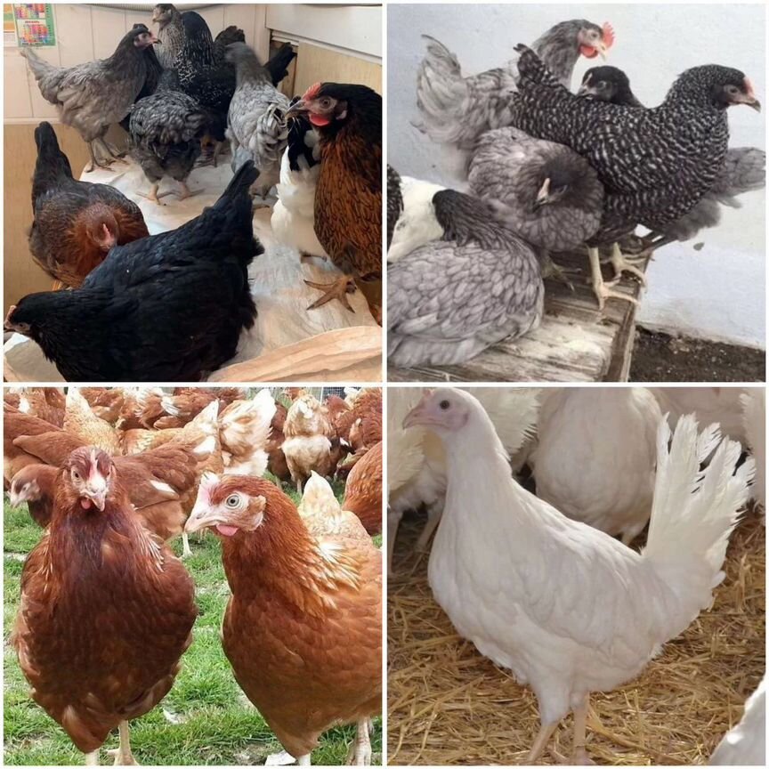 Куры молодые, несушки, бройлер, утята, гусята