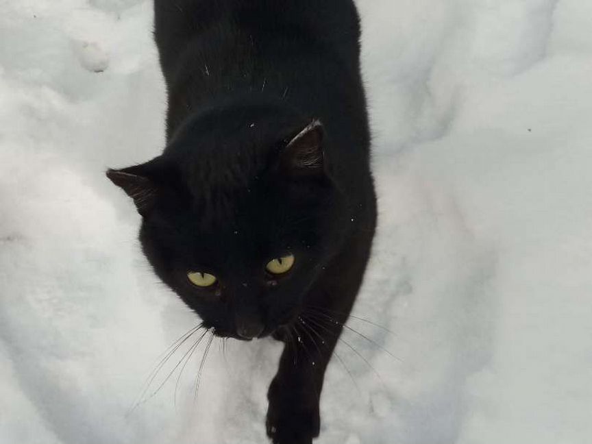 Котик возраст 1 год
