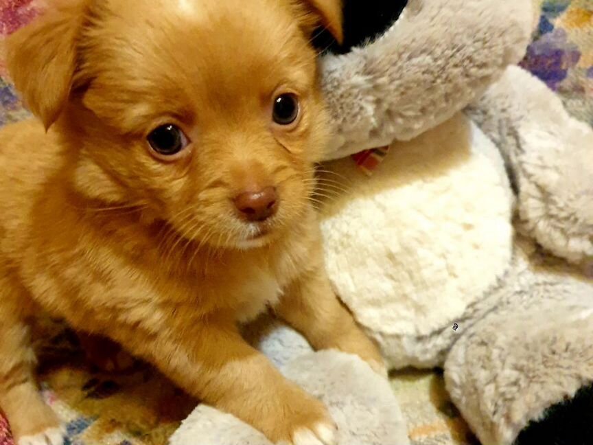 Щенки чихуахуа