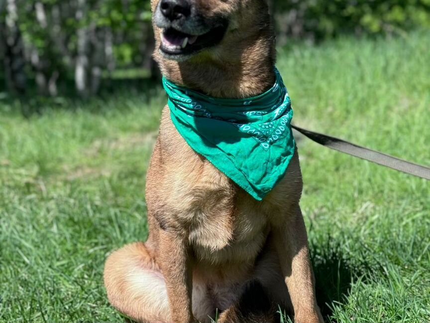 Собака в добрые руки отдам бесплатно