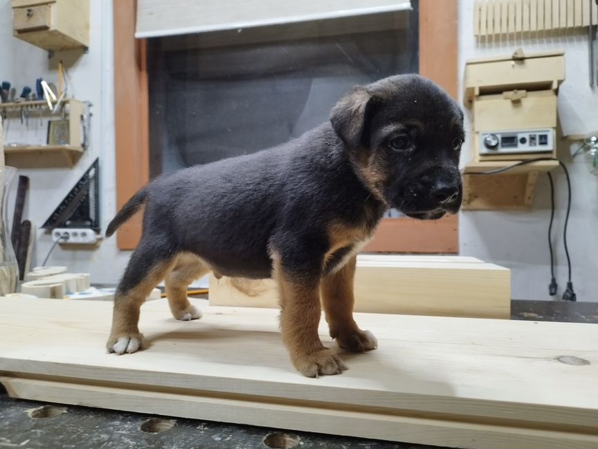 Продам щенка