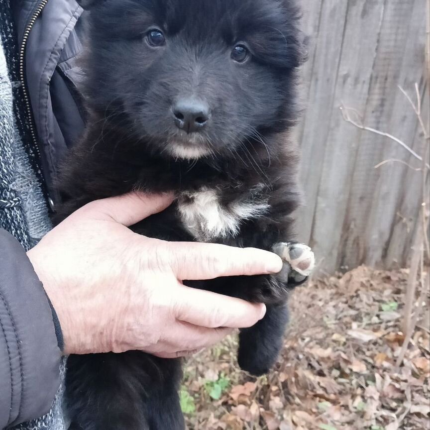 Маленькие колобочки ищут дом и хозяина