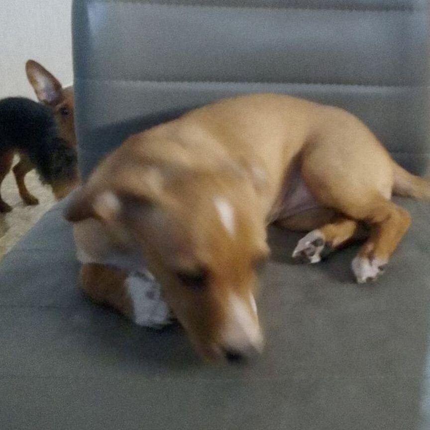 Русский той-терьер, щенок