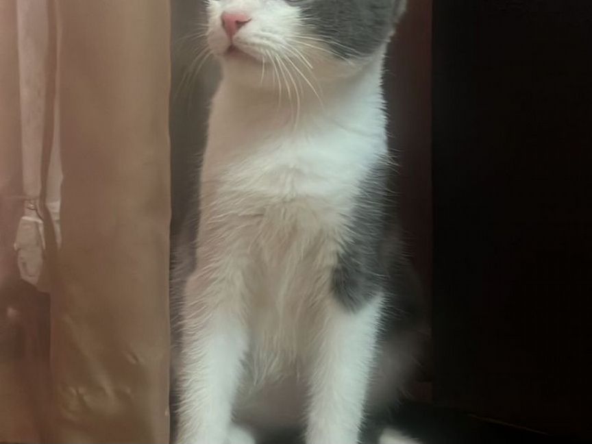 Кот в добрые руки