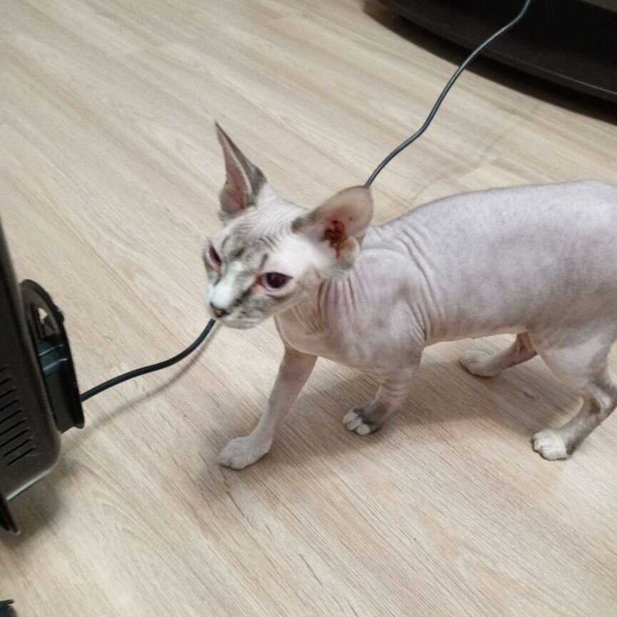 Канадский сфинкс