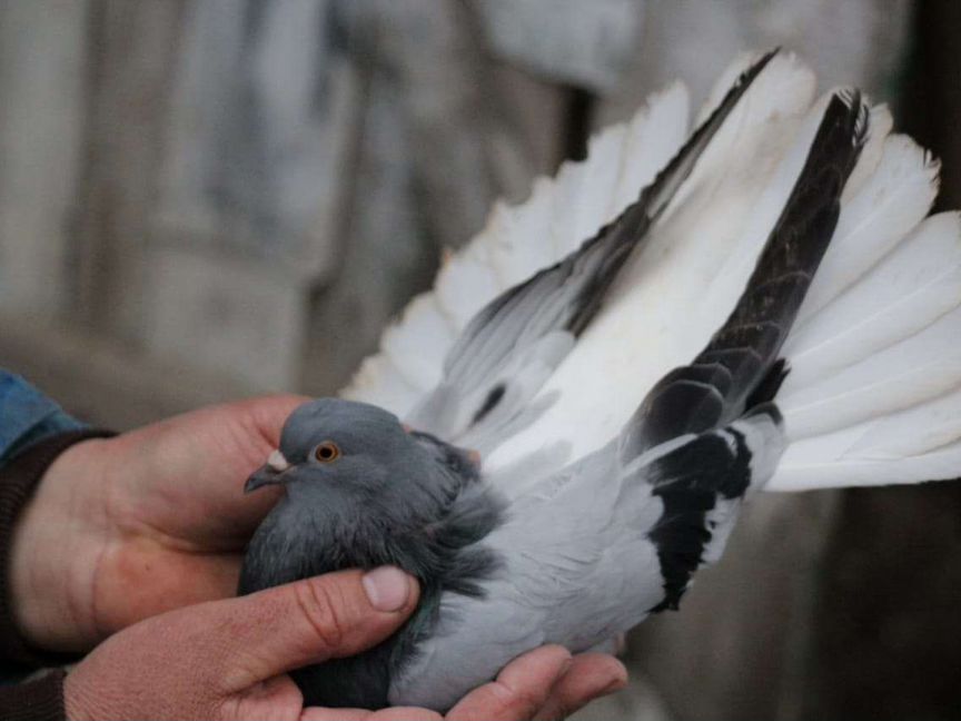 Николаевские голуби