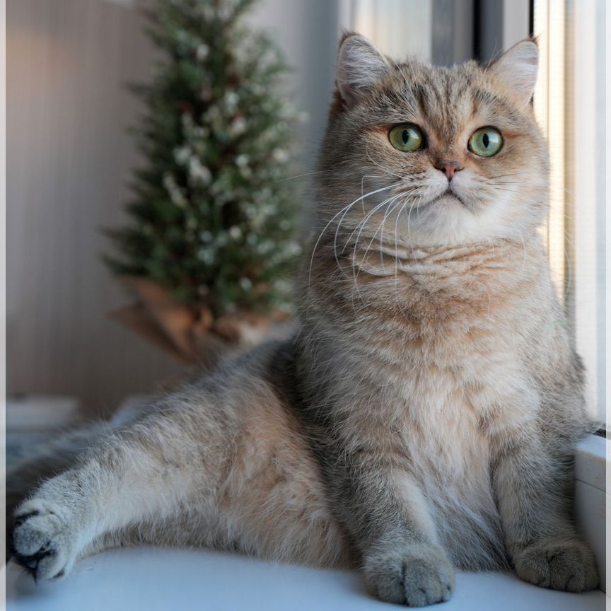 Британская короткошерстная