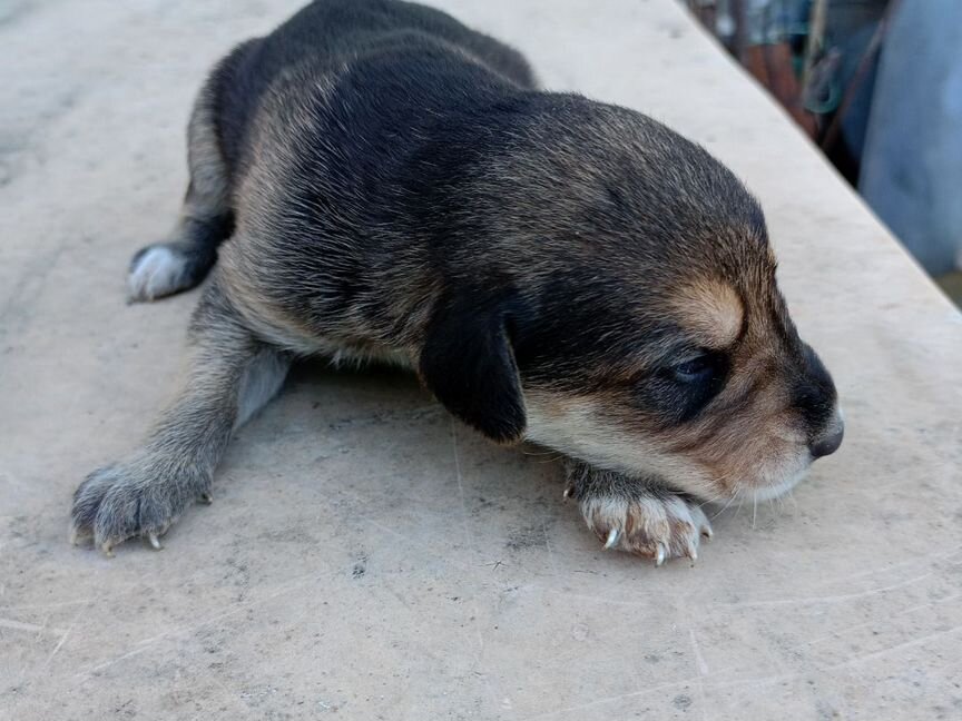 Охотничьи собаки щенки