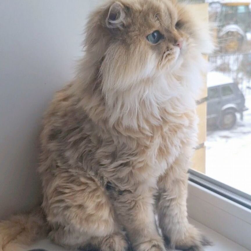 Длинношерстный котик