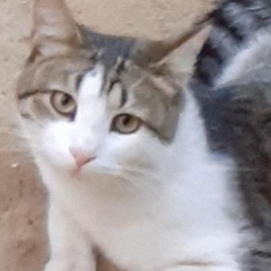 Милый Снежок ищет семью