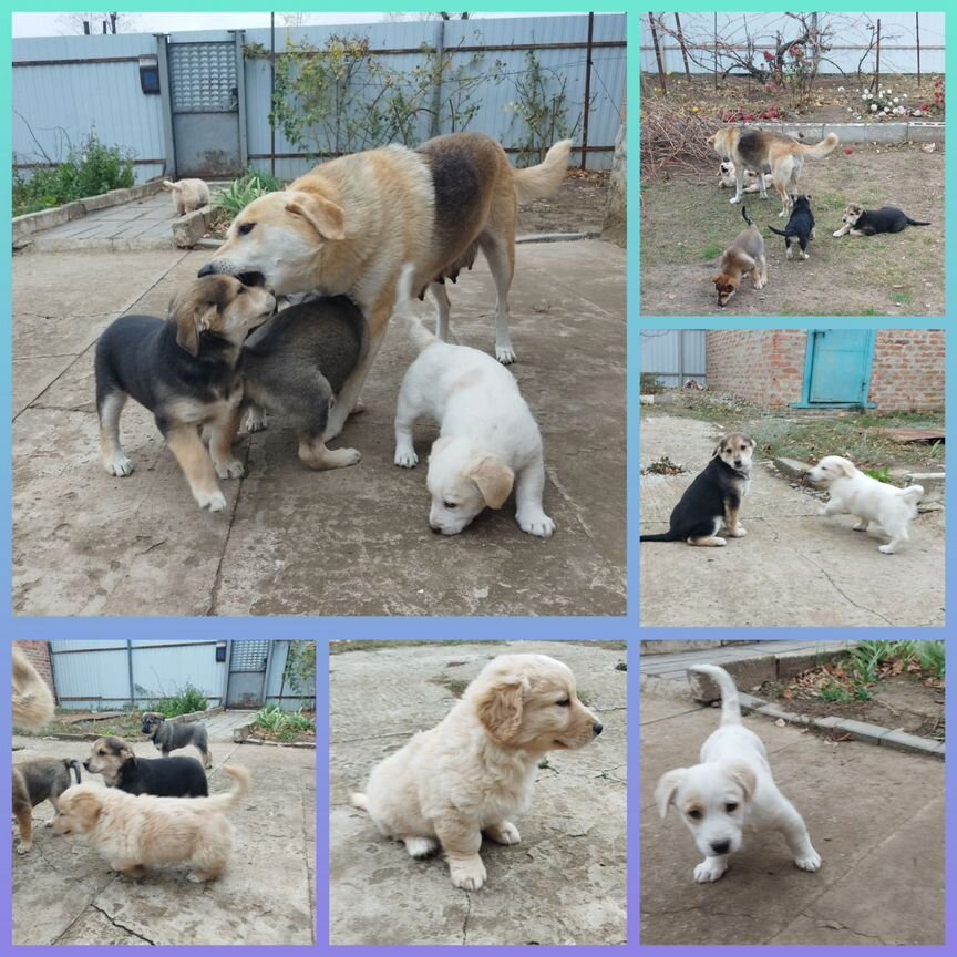 Щенки