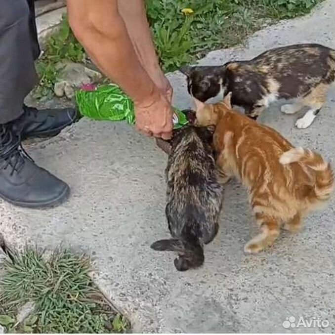 Котята со стройки