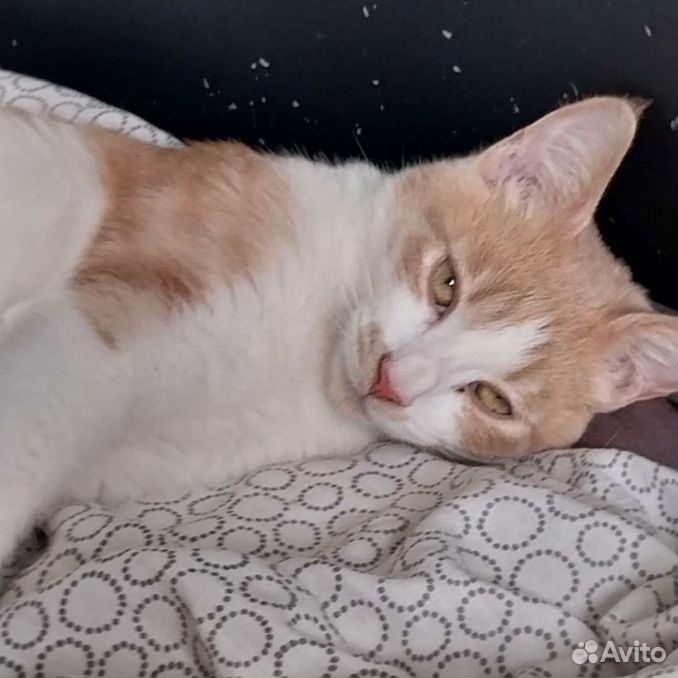 Милый котик абрикос