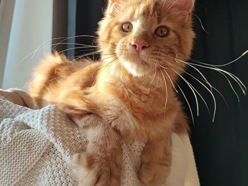 Котята Мейн Кун