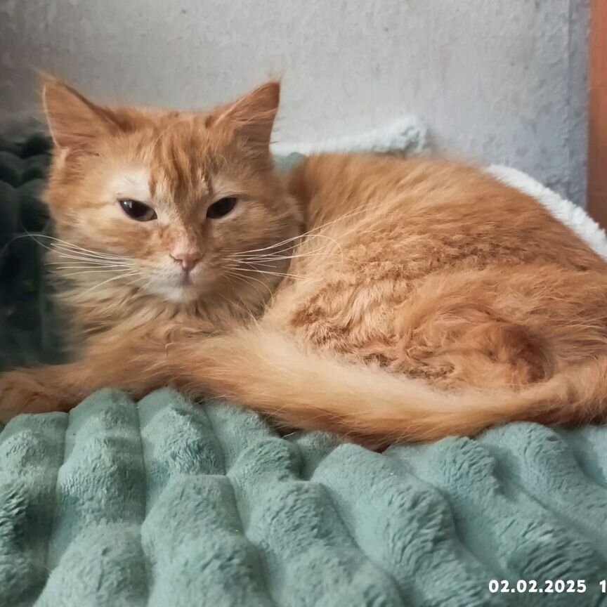 Отдаем кошку