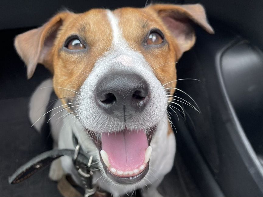 Случка-вязка собак. джек рассел терьер