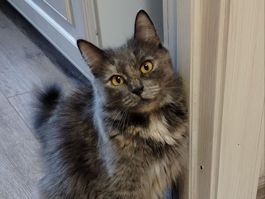 Кошечка ищет дом
