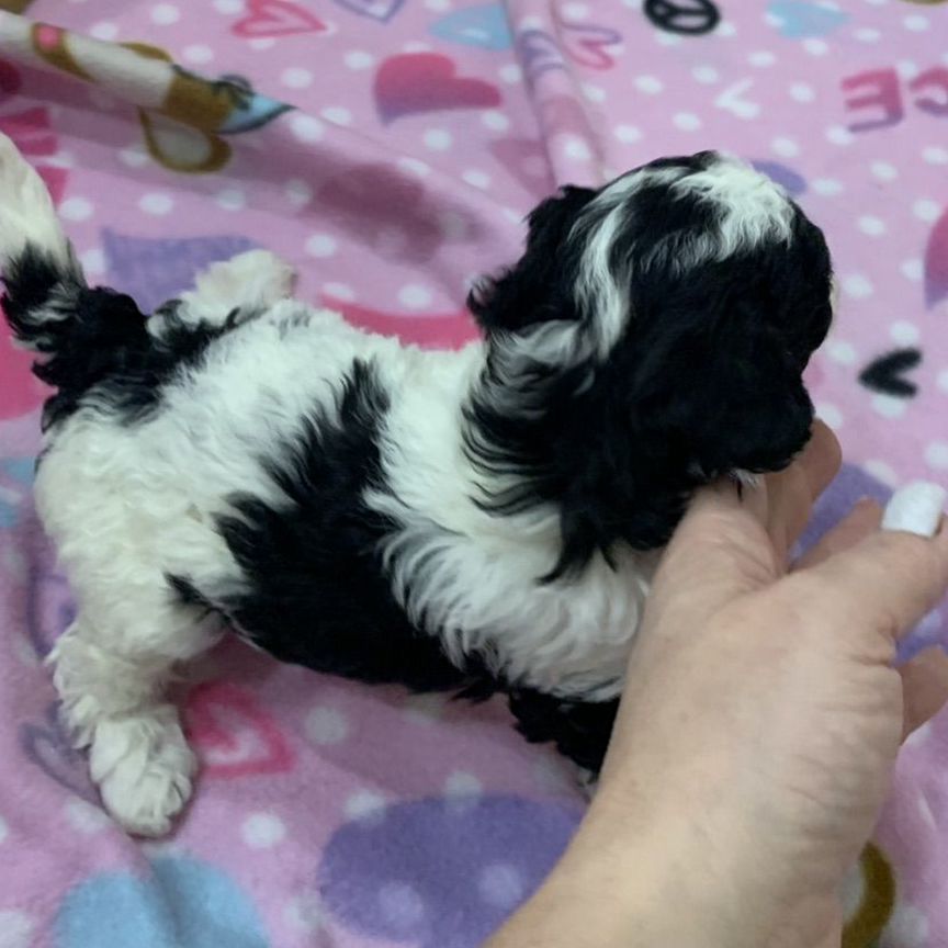 Той-пудель, щенок
