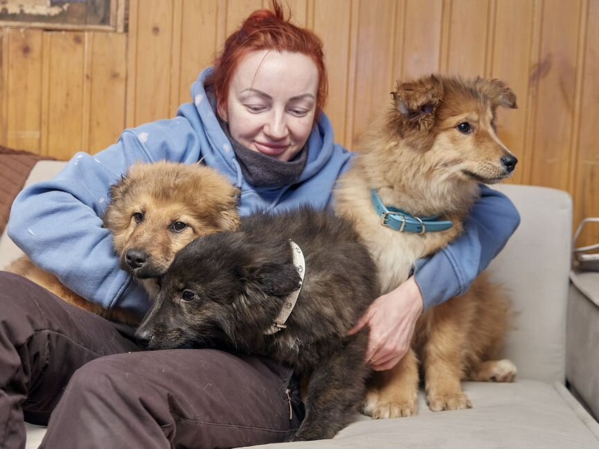 Щенки в добрые руки