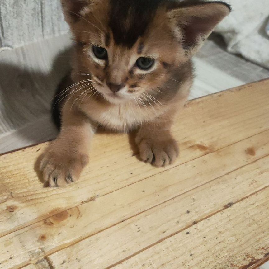 Абиссинские котята дикий окрас