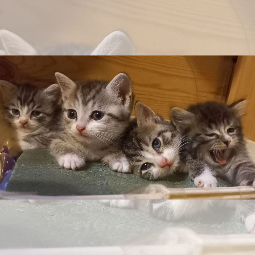 Шотландский прямоухий длинношёрстный котёнок