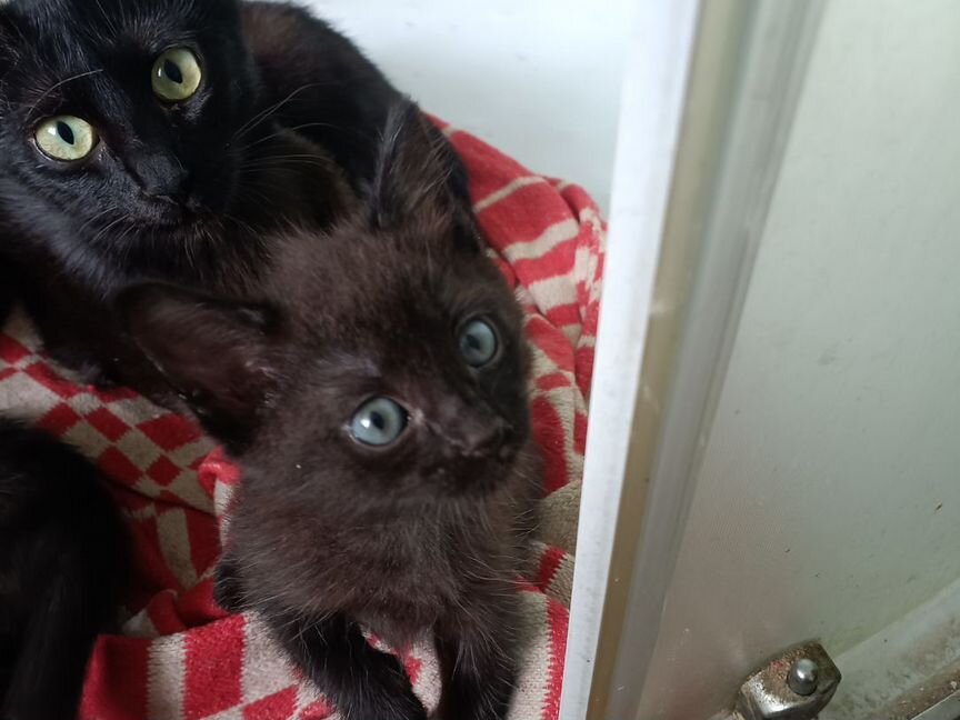 Котята