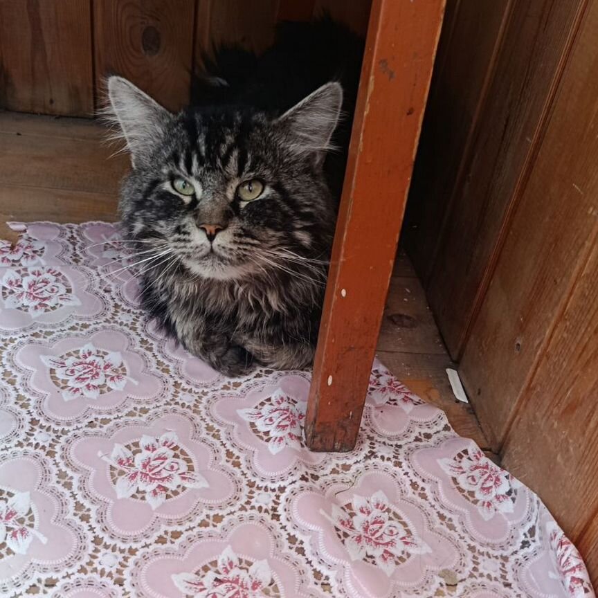 Котики мэйнкун