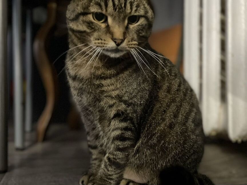 Тихий кот в добрые руки