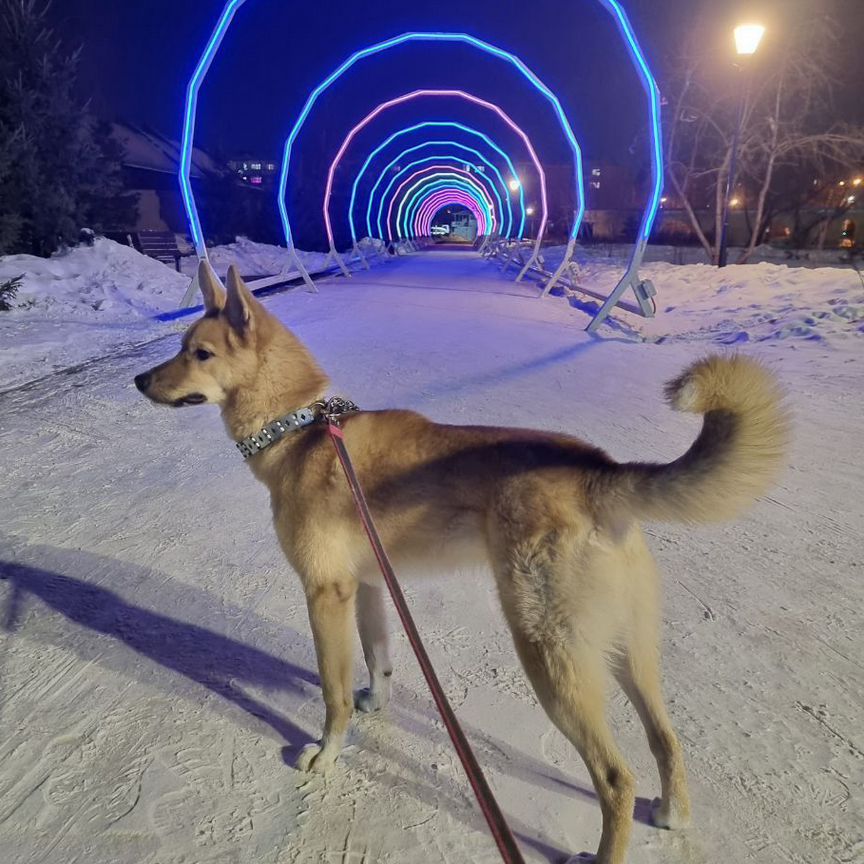 Лайка, взрослый пёс