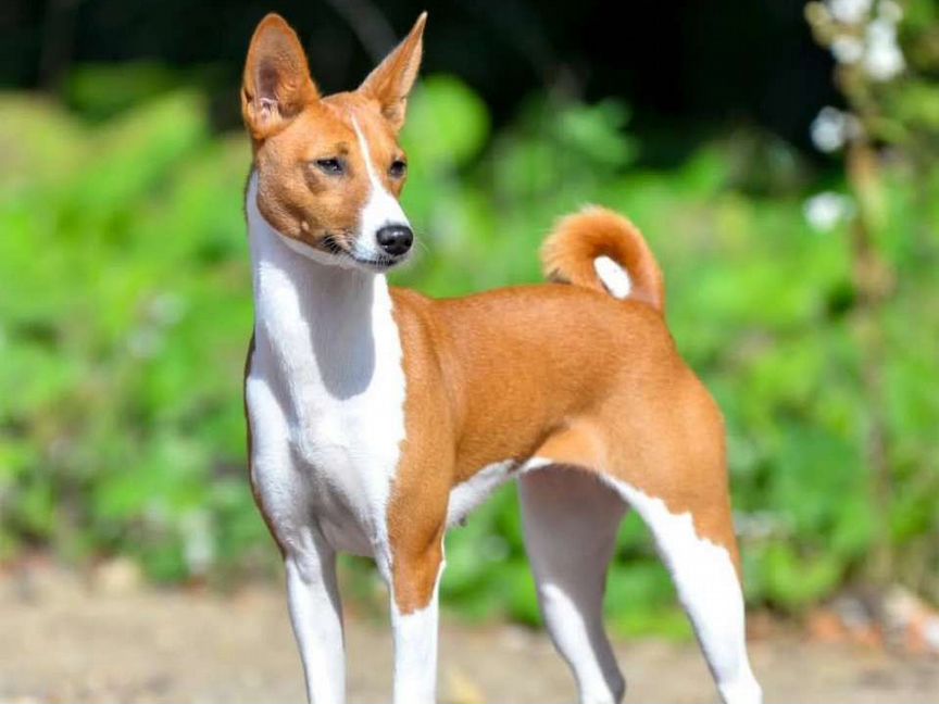 Щенки басенджи