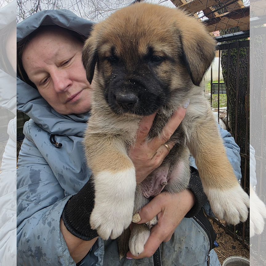 Щенок в добрые руки