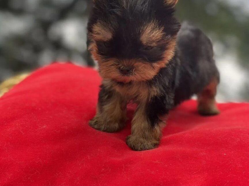 Мини мальчик йоркширский терьер