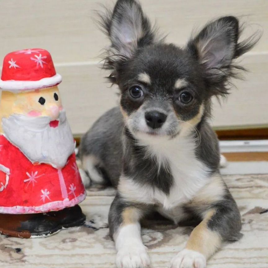 Чихуахуа, щенок