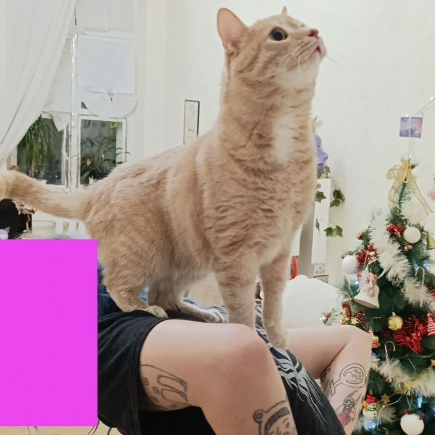 Взрослый кот в добрые руки