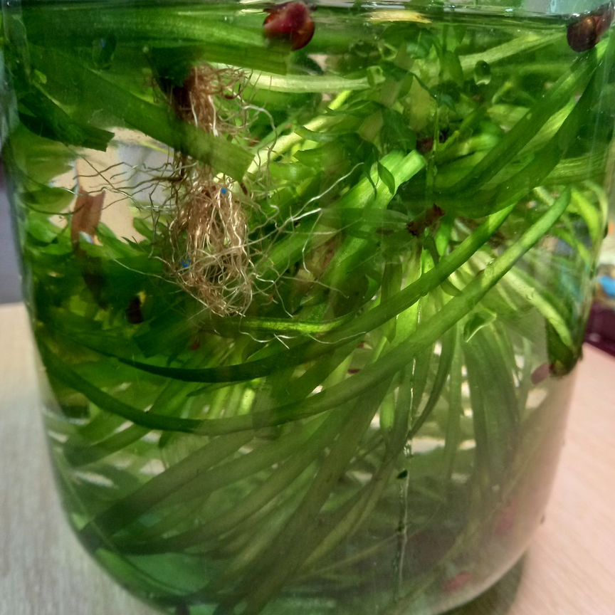 Растение в аквариумное