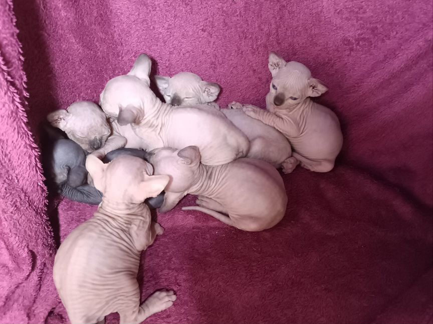 Канадский сфинкс