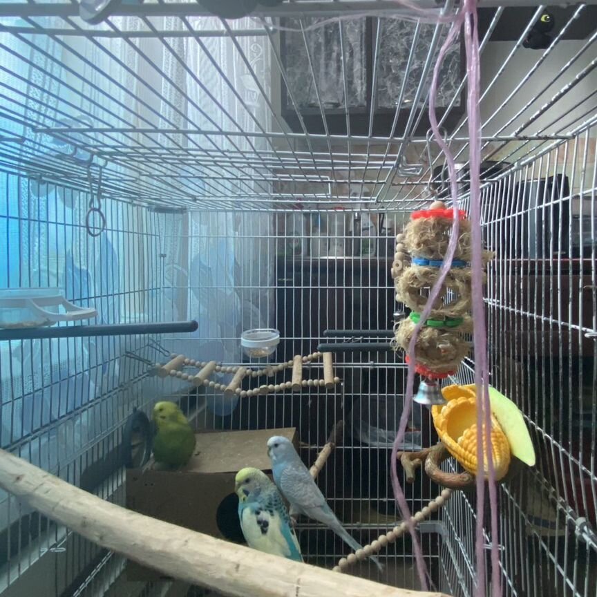 Продам попугаев