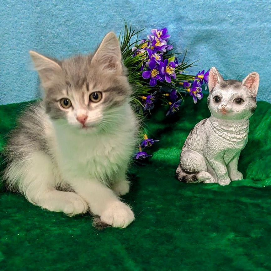 Котята