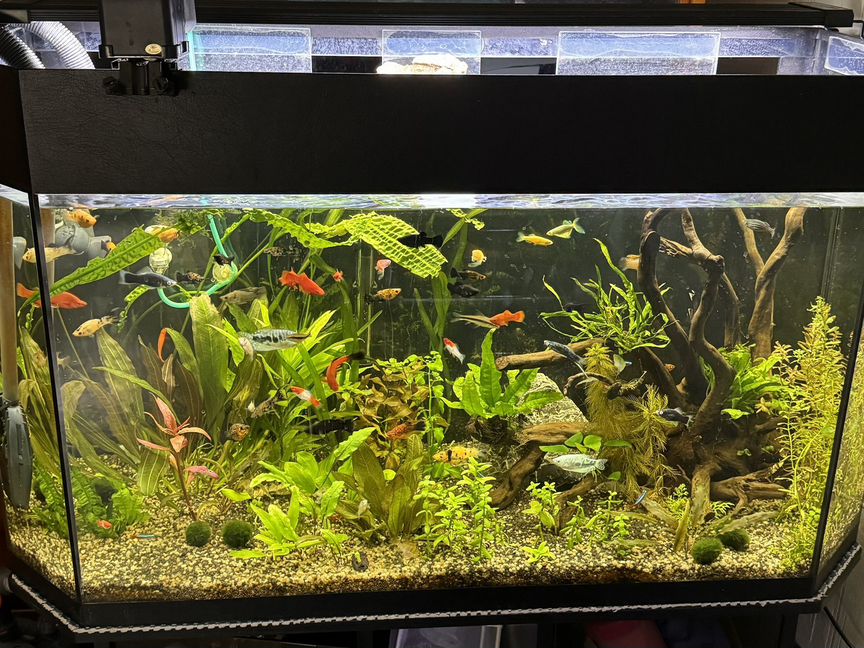 Аквариумные растения