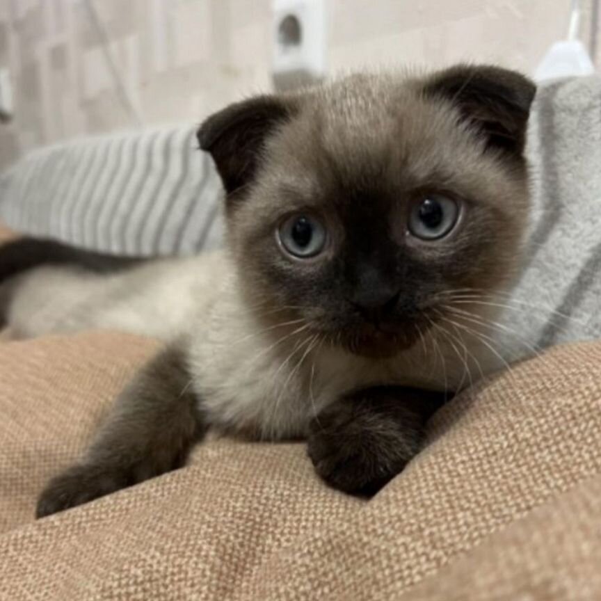 Шотландский вислоухий длинношёрстный котёнок