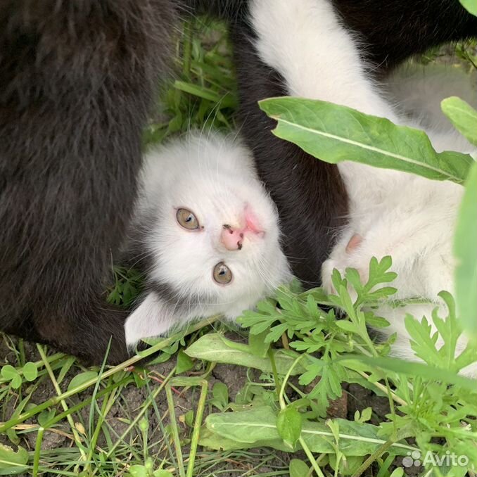 Котик-бегемотик